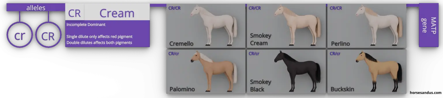 What is a Cream Horse? [Complete Guide]
