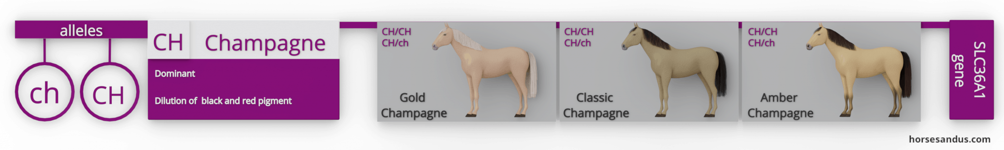 What is a Champagne Horse? (Explained with pictures)