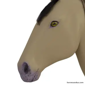 What is a Champagne Horse? (Explained with pictures)
