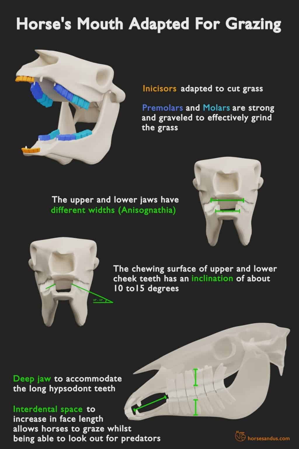 Horse Teeth Anatomy and Function [Pictures & Animations]