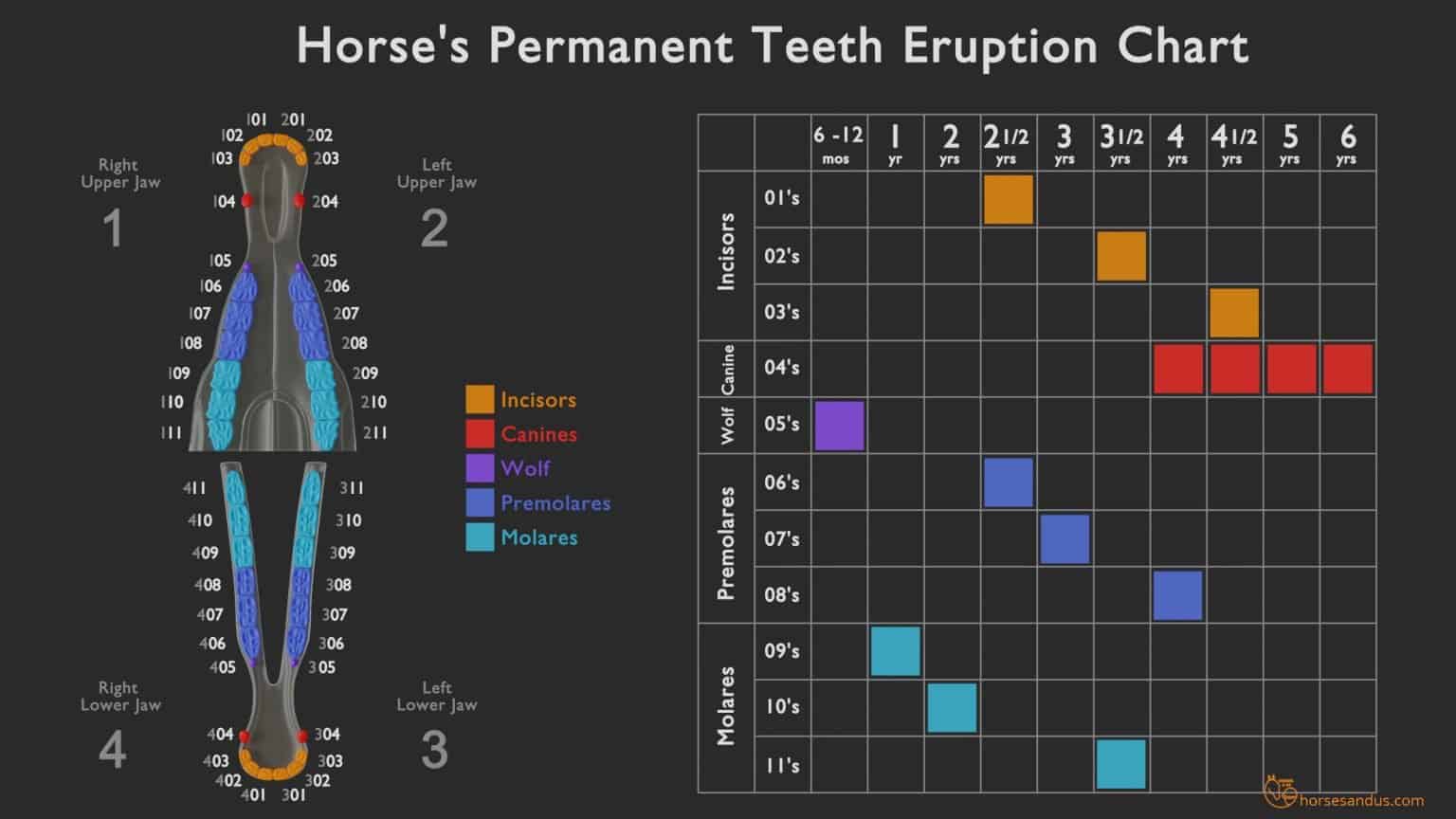 How to tell a horse's age by its teeth: Ultimate Guide