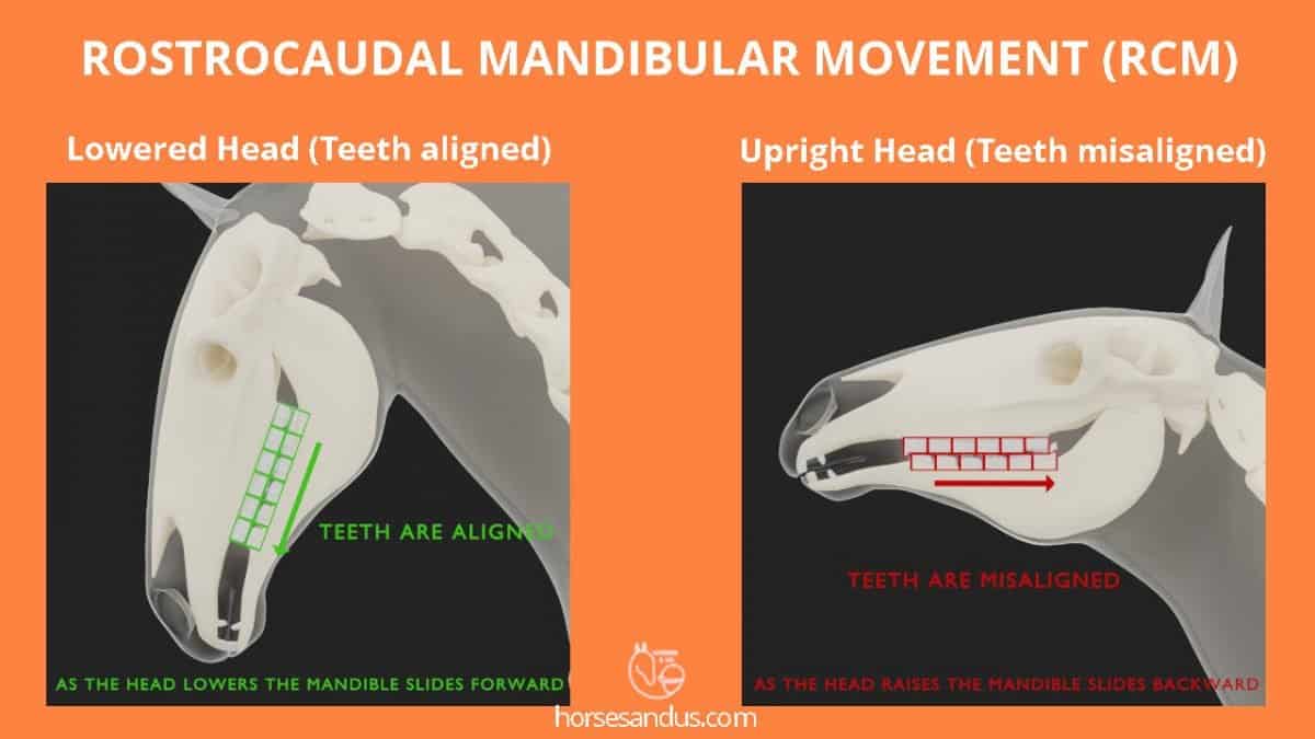 Teeth Floating: Wild Horses vs. Domestic Horses