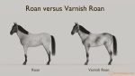 What Is A Roan Horse? Compare to other Roaning Patterns
