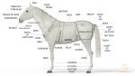 Parts Of A Horse - A Complete guide With 3D Visible Horse