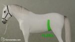 Parts Of A Horse - A Complete guide With 3D Visible Horse