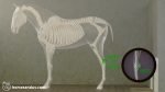 Parts Of A Horse - A Complete guide With 3D Visible Horse