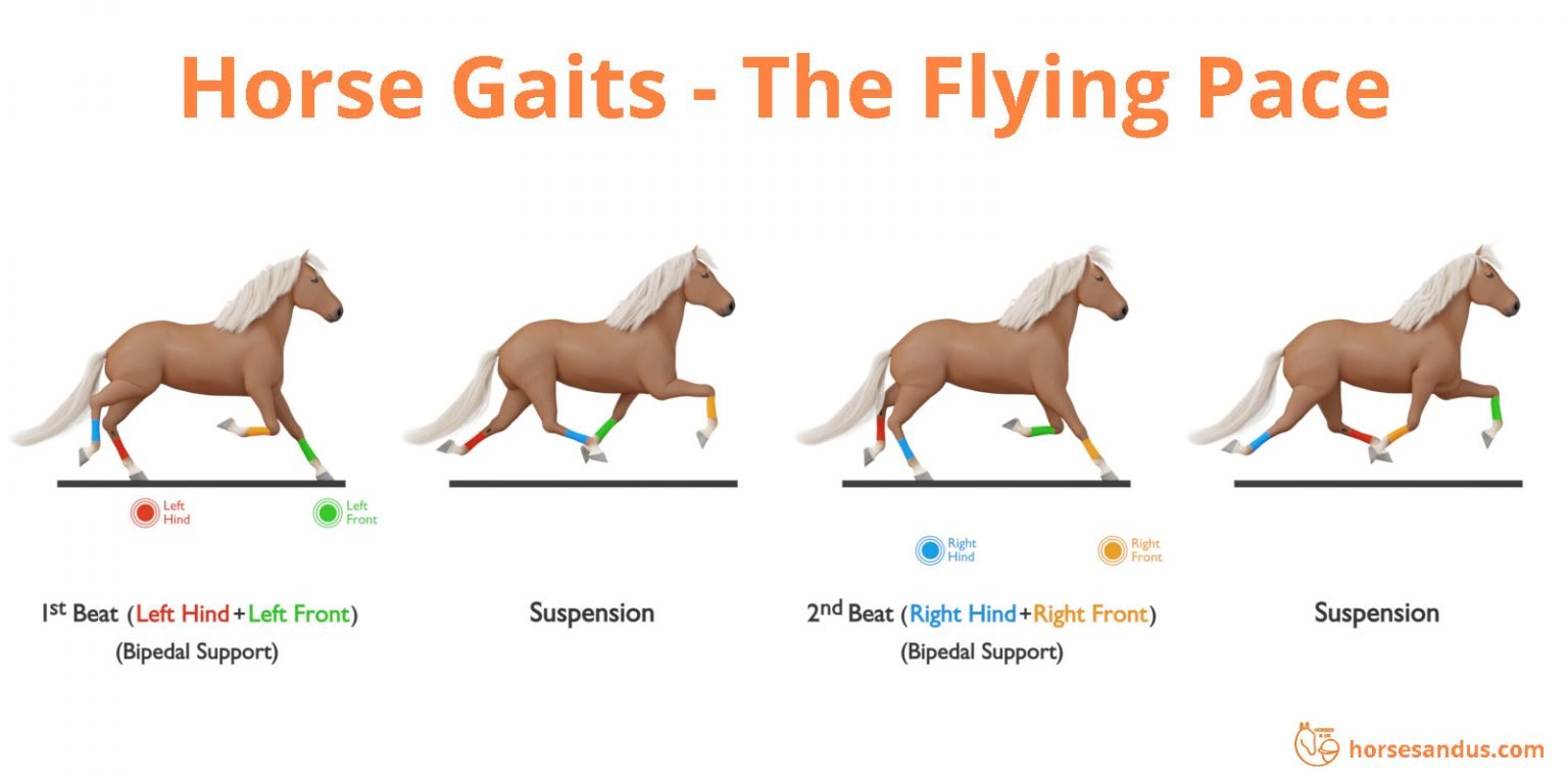 Icelandic Horse Breed Profile + 12 Interesting Facts